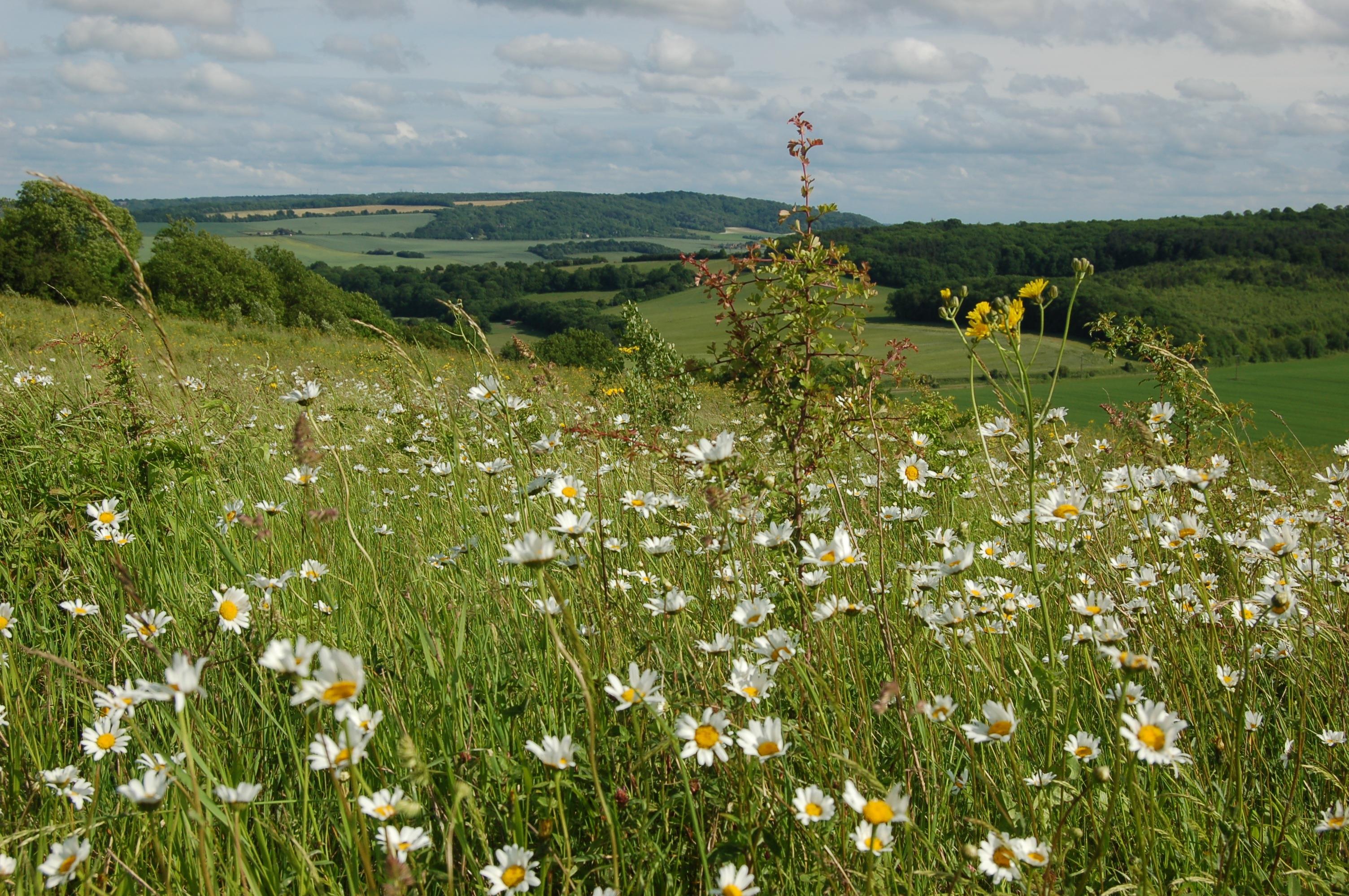 Ranscombe Farm Reserve | Visit Medway - Visit Medway