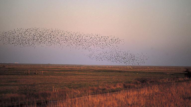 RSPB Cliffe Pools - Visit Medway